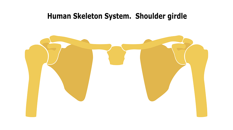 Shoulder Girdle - Protecting Your Shoulder